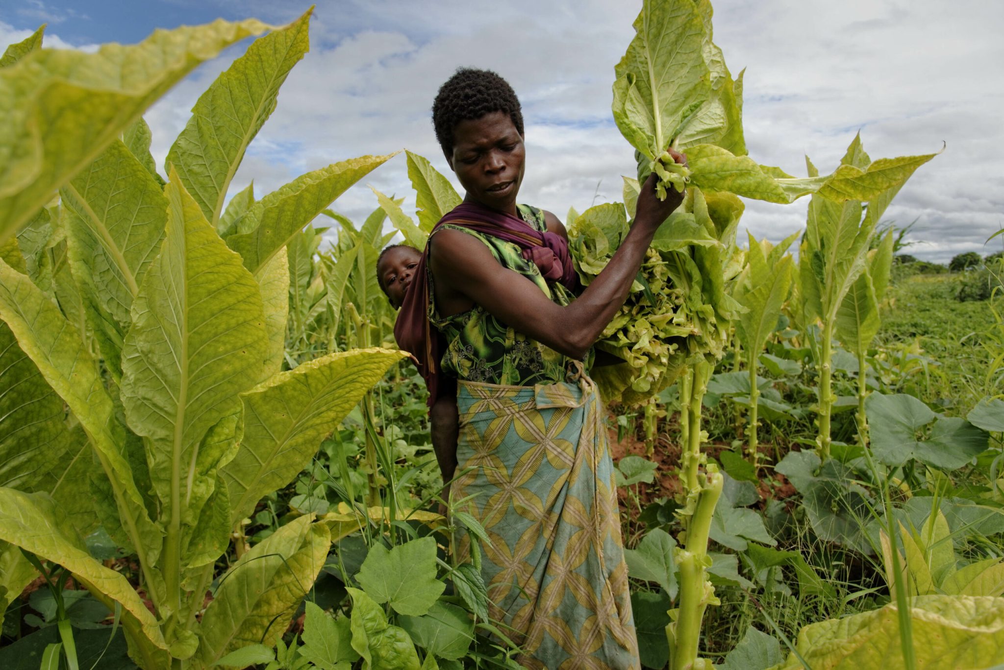 TC moves against tobacco surplus - Nation Online