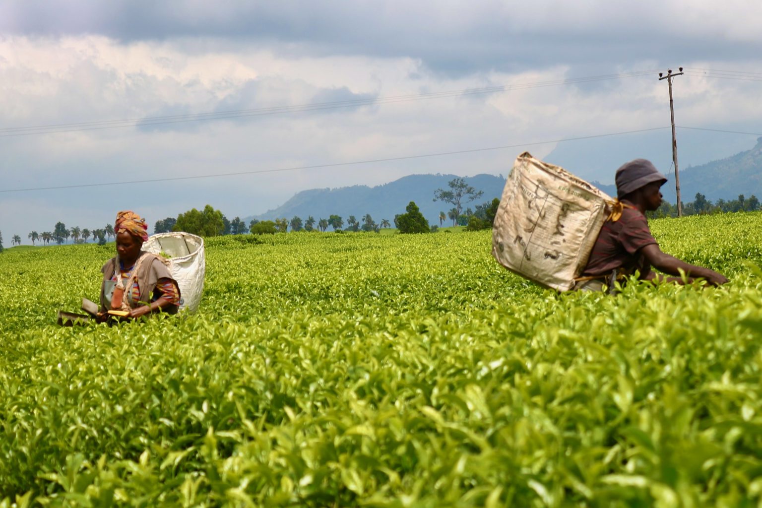 Thyolo farmers tea up - Nation Online